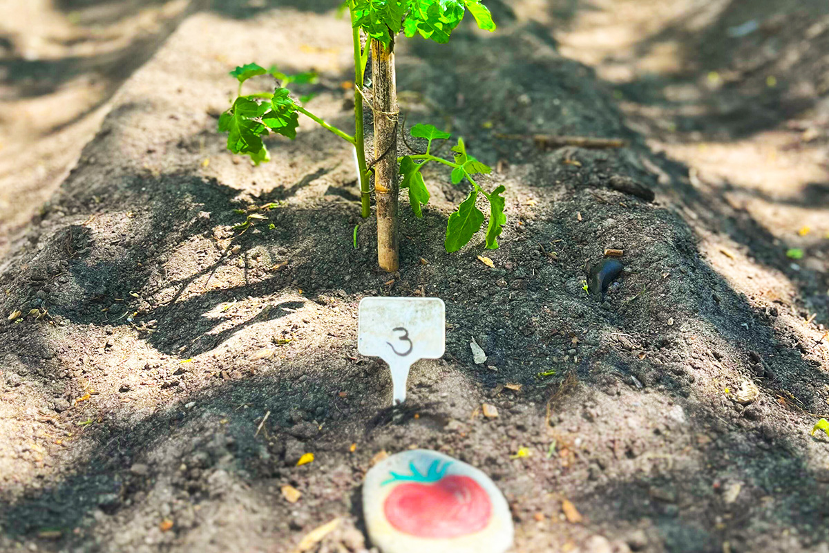 Neues von den AckerRackern - INA.KINDER.GARTEN